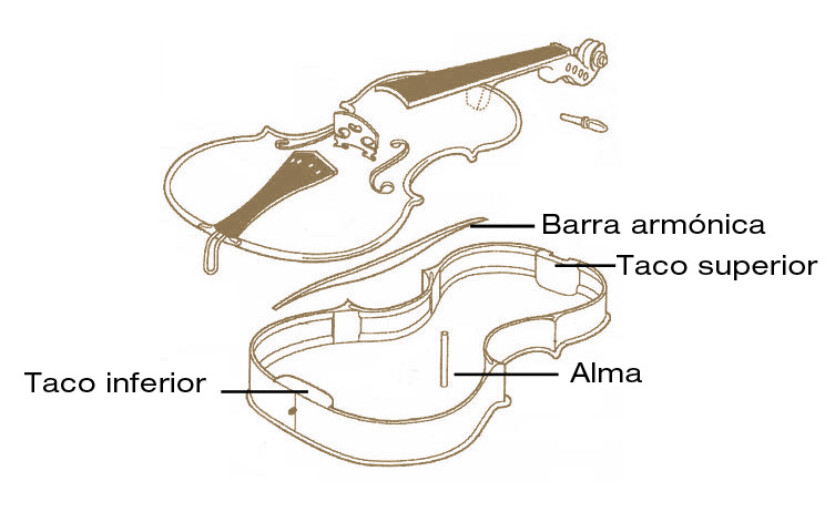 Anatomía de un violín | Deviolines