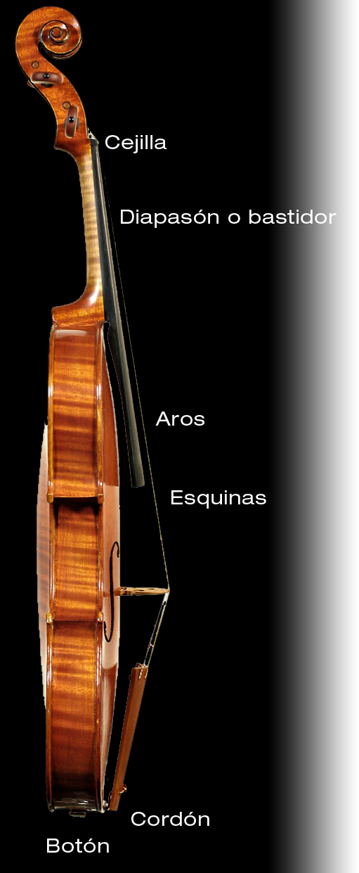 Partes del violin | Mundo de violines